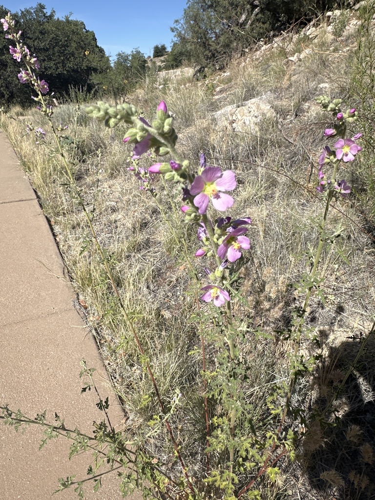 Fendler's Globemallow from Pima County, US-AZ, US on June 5, 2024 at 08 ...