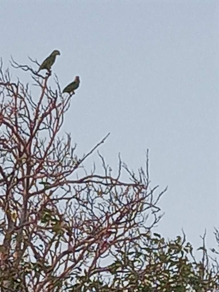 Orange-winged Amazon from Willemstad, Curaçao on June 5, 2024 at 06:51 ...