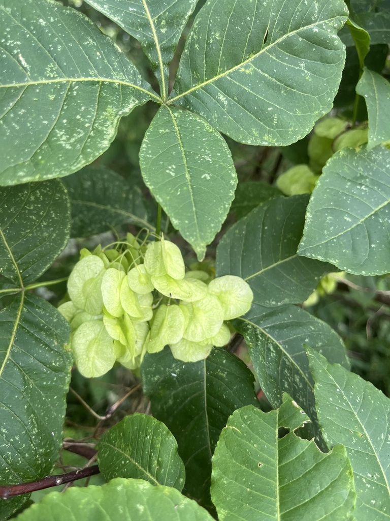 common hoptree from N 400 E, Union City, IN, US on June 5, 2024 at 02: ...