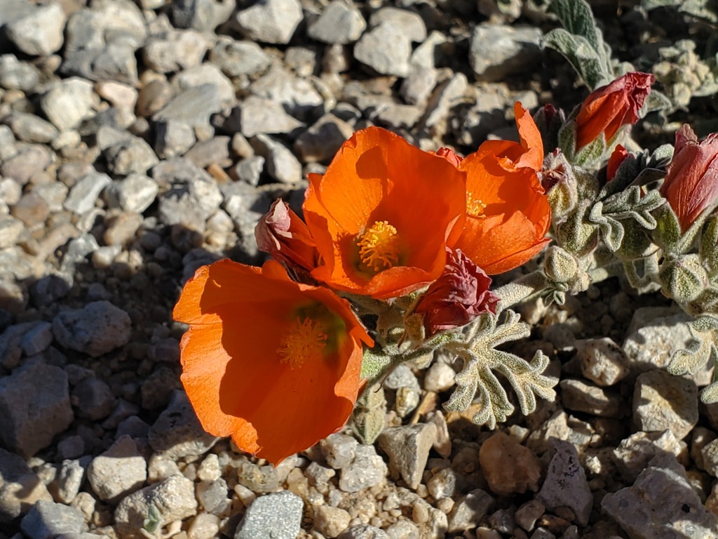 apricot mallow from Lyon County, NV, USA on May 26, 2024 at 04:56 PM by ...