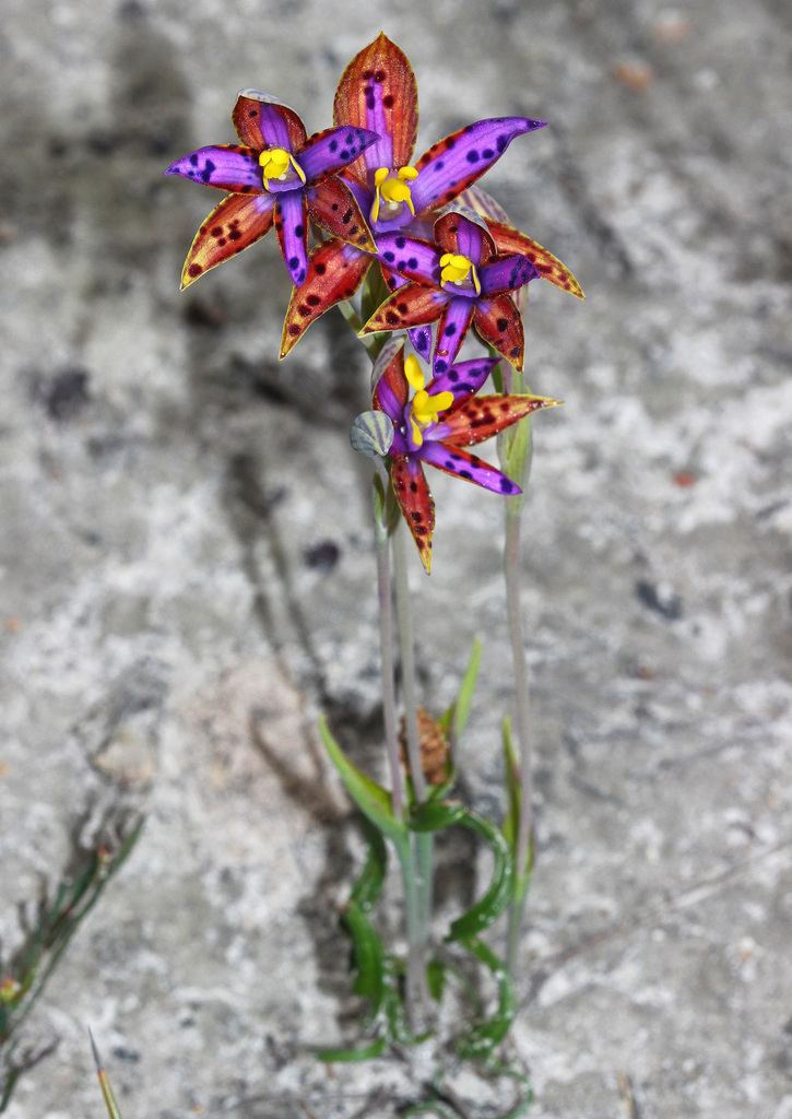 eastern Queen of Sheba in August 2017 by Lachlan Copeland · iNaturalist