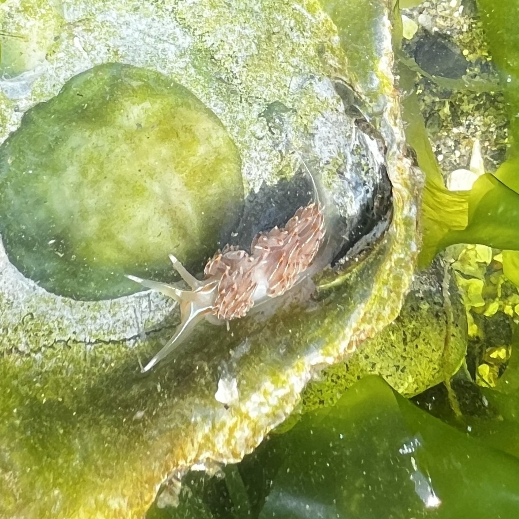 Horned Nudibranch from Poverty Bay, Des Moines, WA, US on June 5, 2024 ...