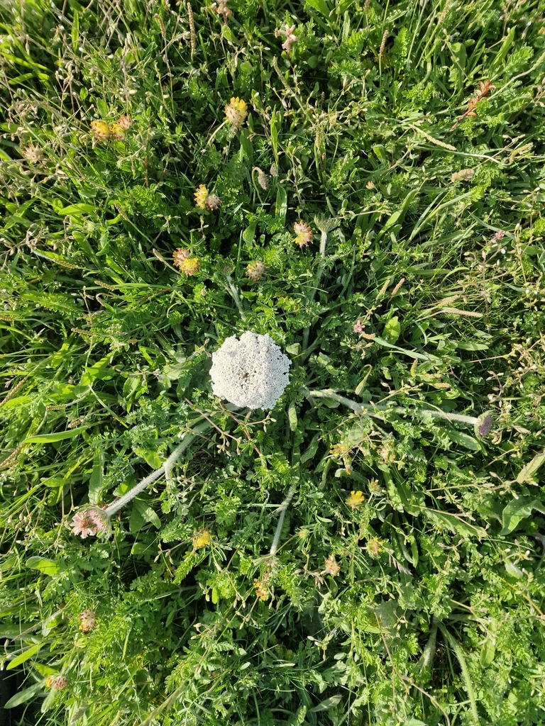 Sea Carrot from Marina-Ovingdean chalk grassland between between cliffs ...
