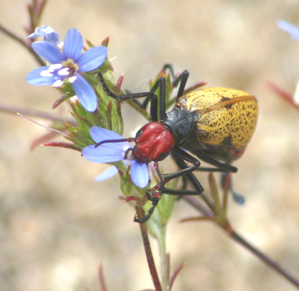 Tegrodera erosa (Meloid Beetles of the United States) · iNaturalist
