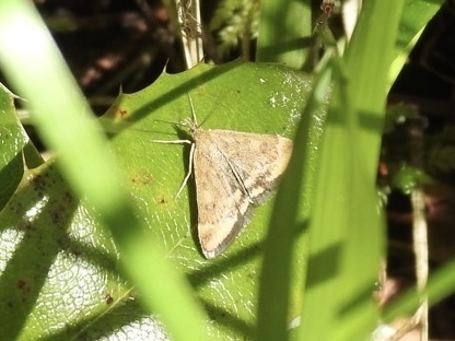 Mottled Pyrausta Moth in June 2024 by Peter Baker · iNaturalist