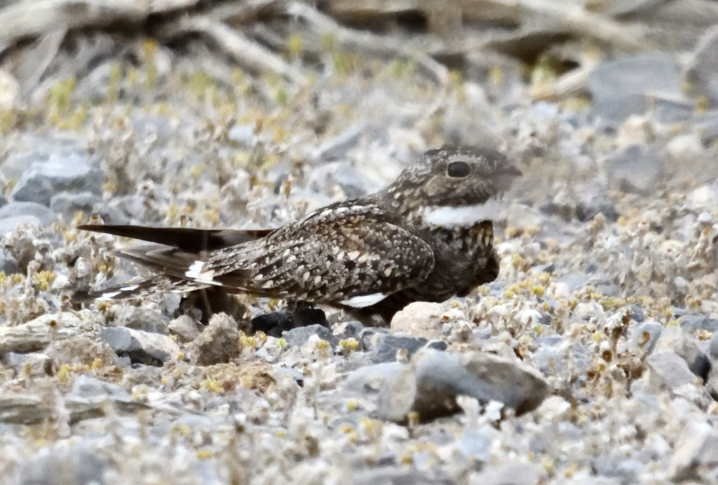 Lesser Nighthawk from Bustamante, N.L., México on June 4, 2024 at 06:09 ...