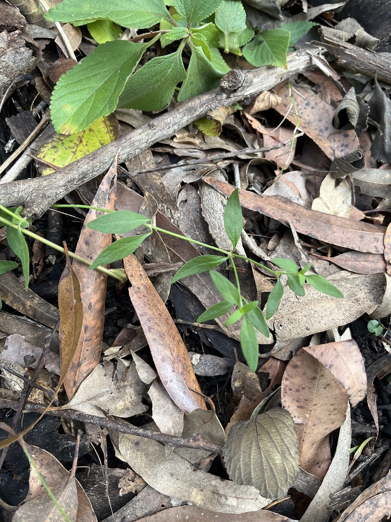 Something from Middle Brother Rd, Johns River, NSW, AU on June 6, 2024 ...