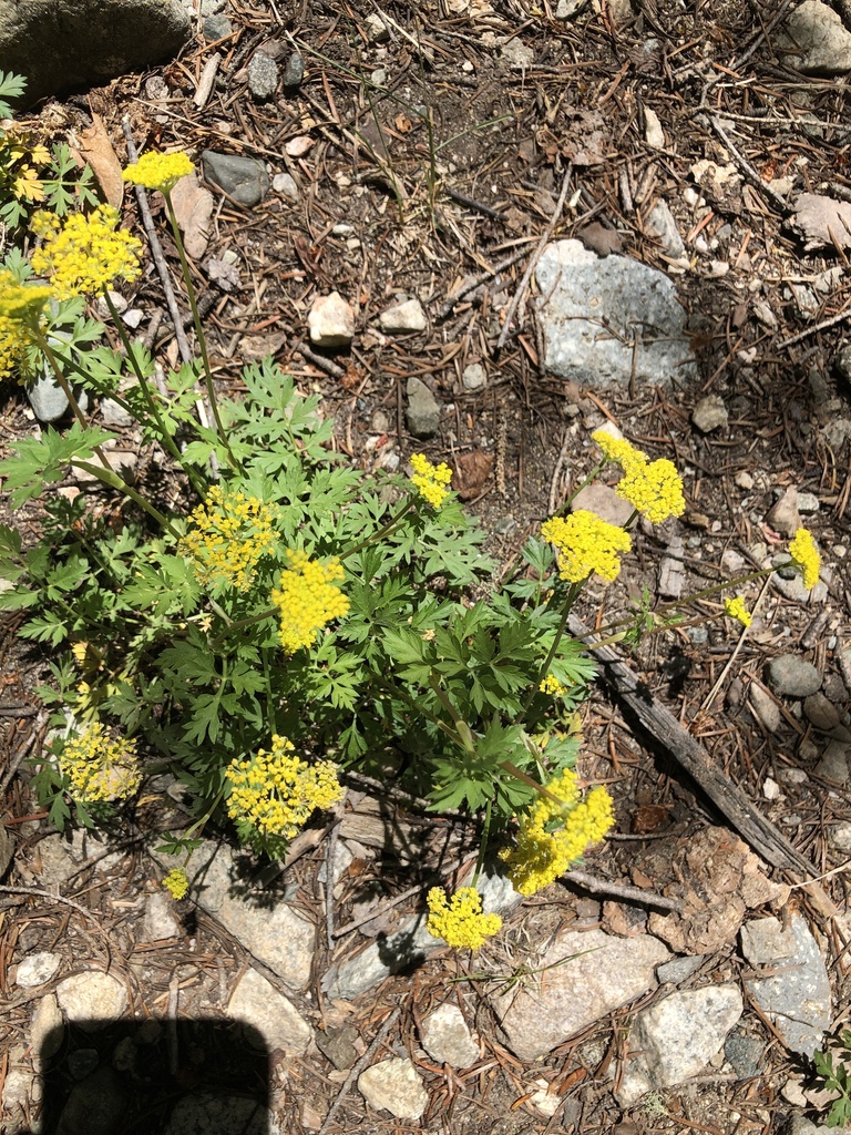 Alpine False Springparsley from Taos County, US-NM, US on June 5, 2024 ...