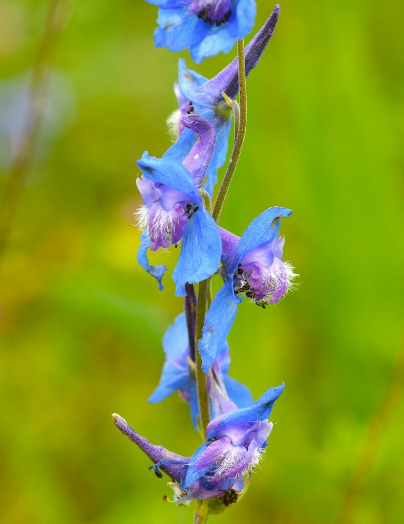 Wild Blue Larkspur from Benton County, AR, USA on June 5, 2024 at 11:13 ...