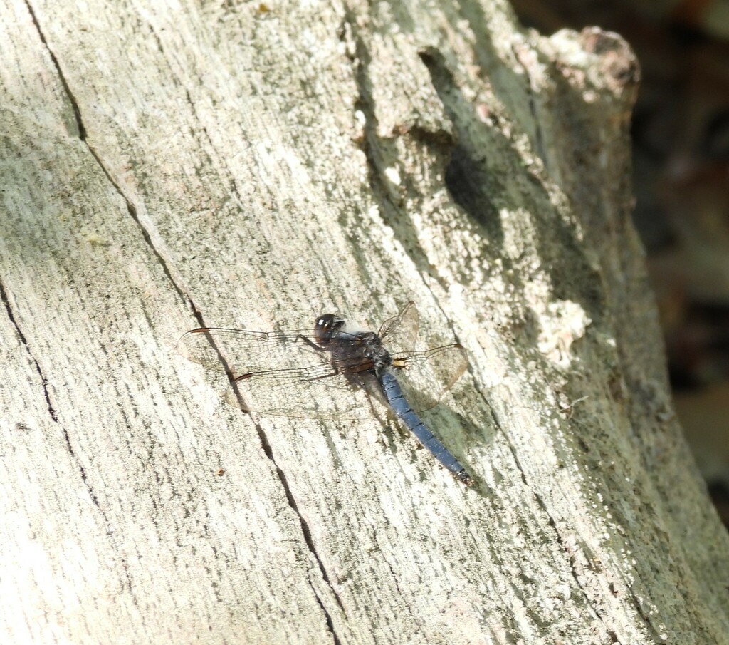 Blue Corporal from Calverton, NY, USA on May 22, 2024 at 03:15 AM by ...