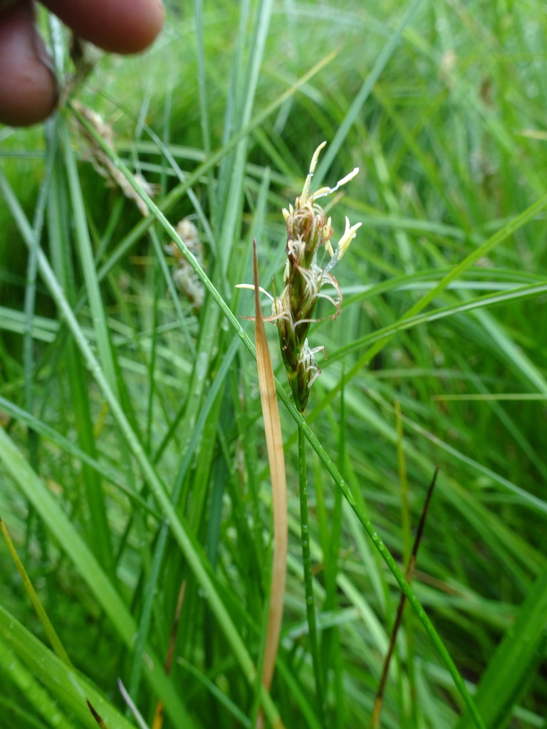foothill sedge from Clallam County, WA, USA on June 1, 2024 at 02:50 PM ...