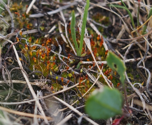 Entosthodon hungaricus · iNaturalist