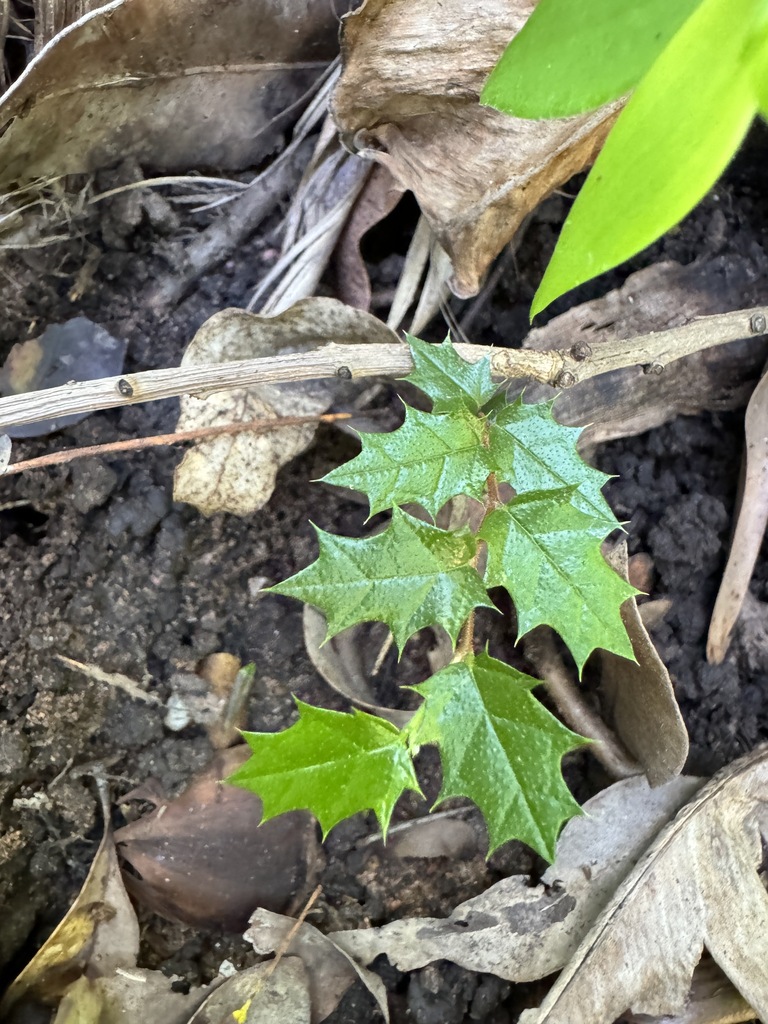 Axe handle Wood in June 2024 by cwelden_ecp. seedling · iNaturalist