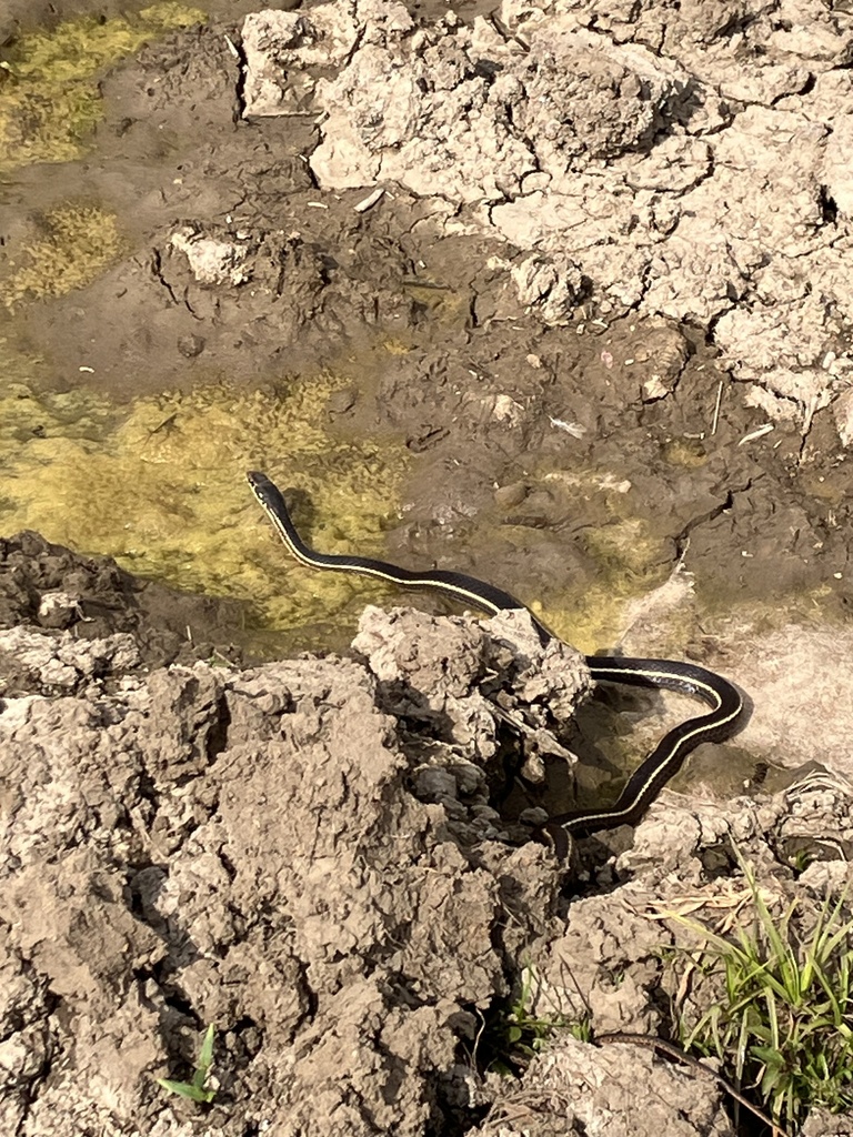California Striped Racer in June 2024 by Eric S. · iNaturalist