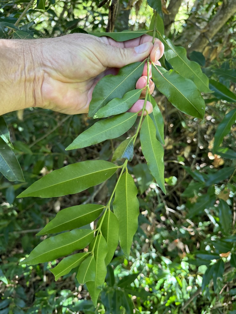 weeping lilli pilli in June 2024 by cwelden_ecp · iNaturalist