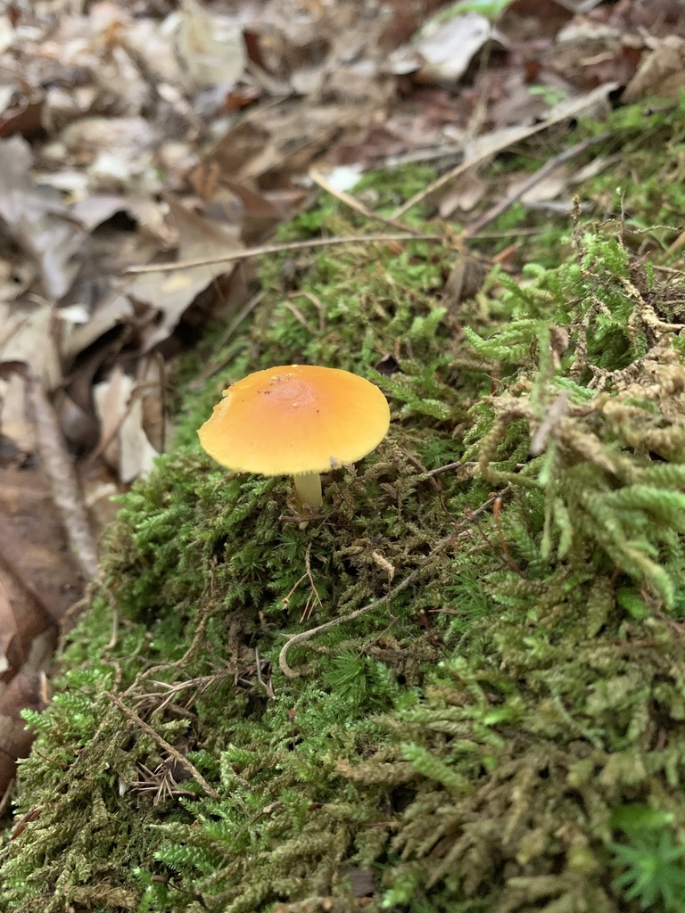 Yellow Patches from Hoosier National Forest, Paoli, IN, US on June 5 ...