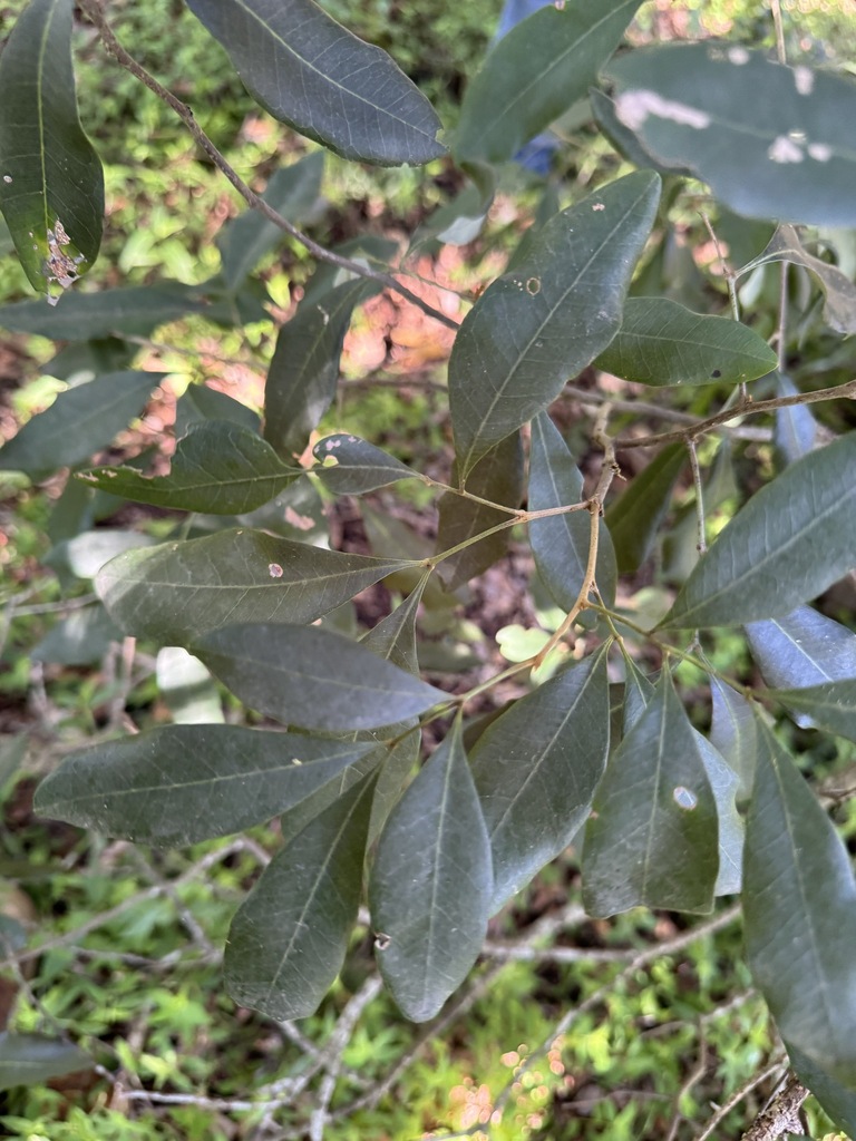 Guioa in June 2024 by cwelden_ecp · iNaturalist