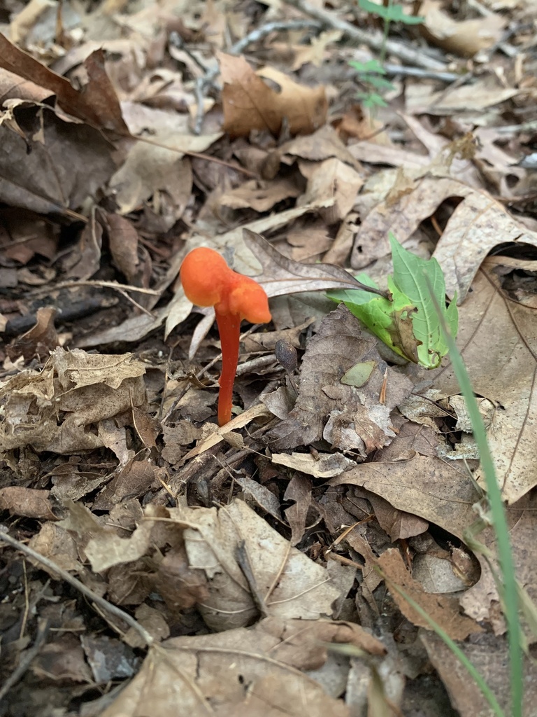 Goblet Waxcap from Hoosier National Forest, Paoli, IN, US on June 5 ...