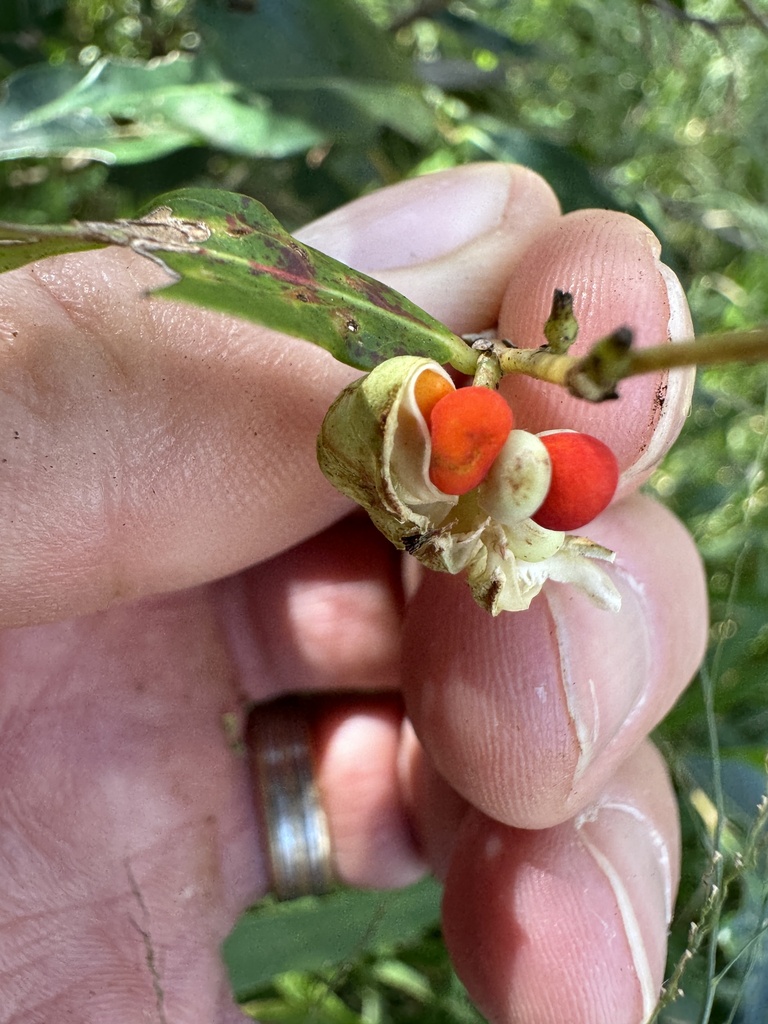 Cheese Tree (Glochidion ferdinandi) - Botanical Realm