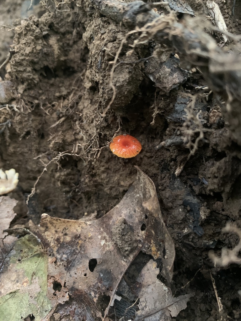 Hygrocybe glutinipes rubra from Hoosier National Forest, Paoli, IN, US ...