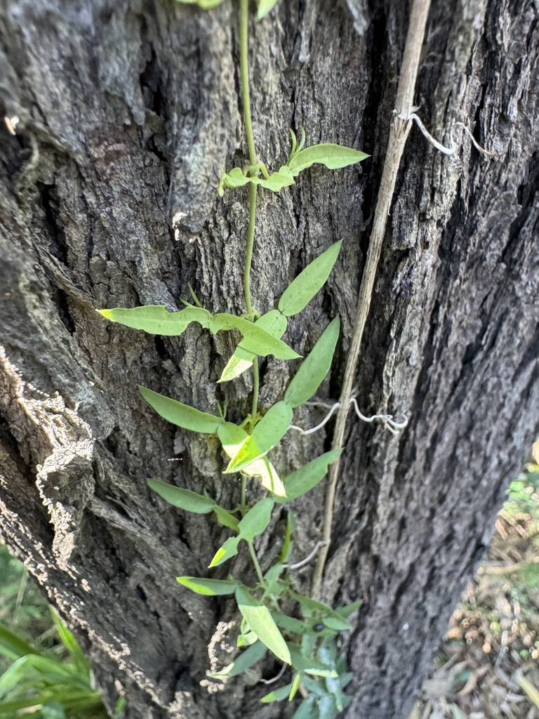 Catclaw vine in June 2024 by cwelden_ecp · iNaturalist
