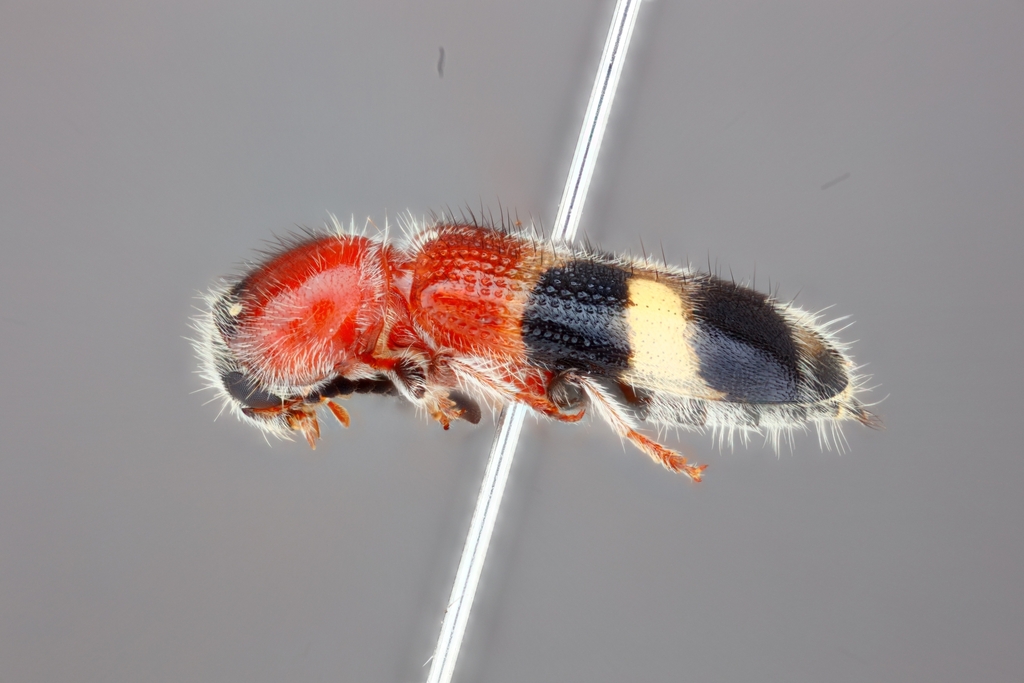 Tilloidea notata from Honolulu, HI 96825, USA on June 4, 2024 at 09:54 ...