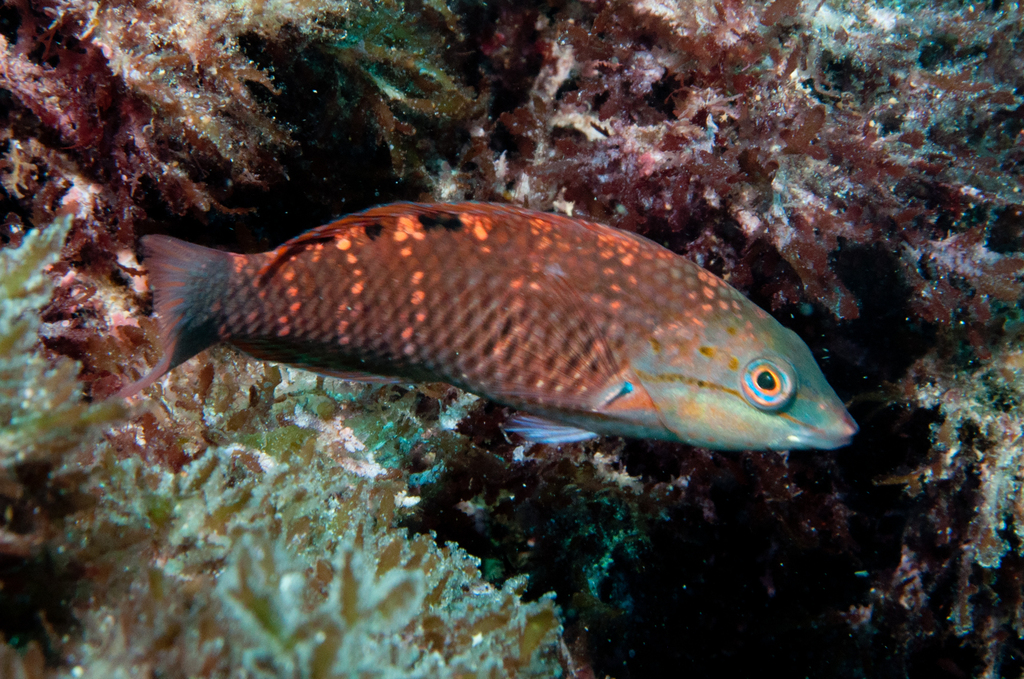 Luculent Wrasse from Lord Howe Island on November 10, 2013 by Malcolm ...