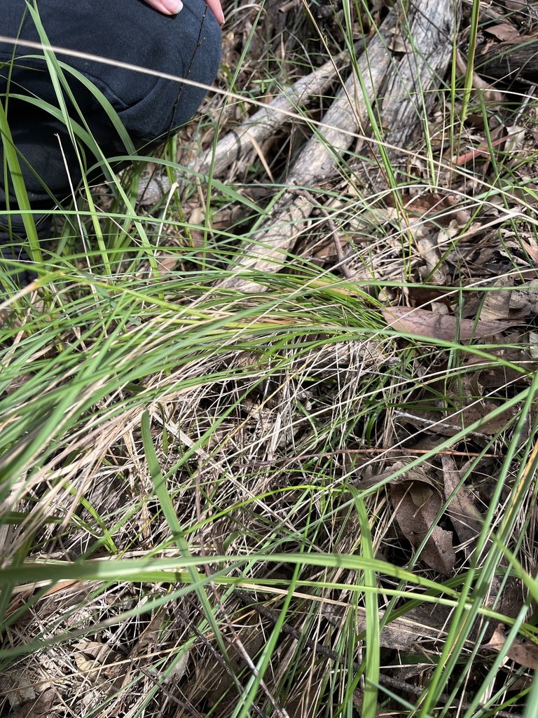 Something from Middle Brother Rd, Johns River, NSW, AU on June 6, 2024 ...