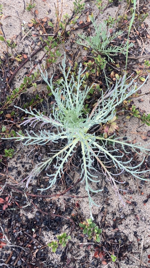Pitcher's thistle in June 2024 by autumn_neely · iNaturalist
