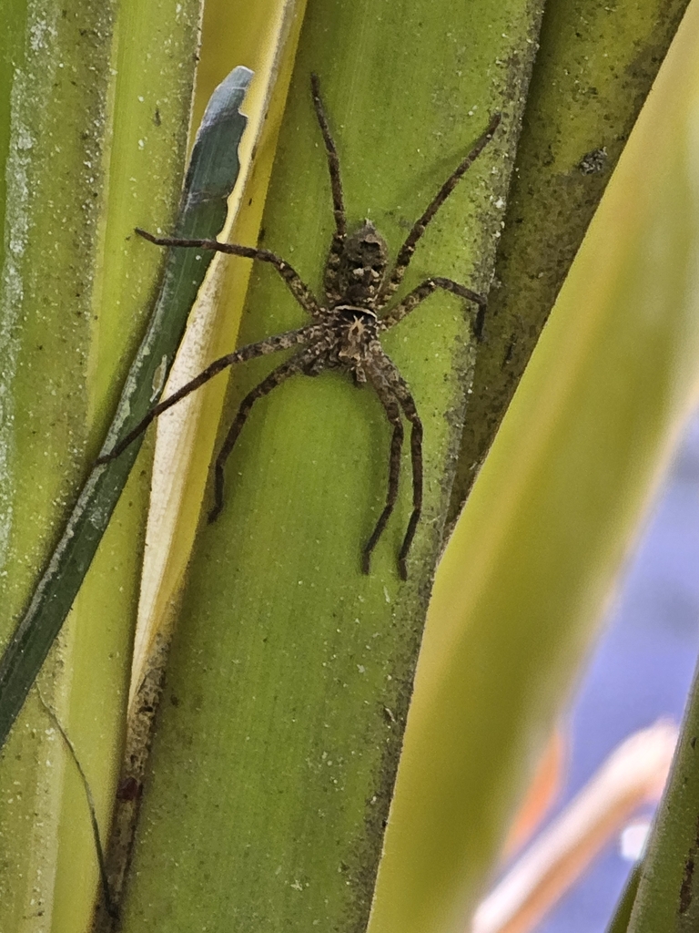 Giant Huntsman Spiders from Collins Ave at Cairns Botanic Gardens, Edge ...