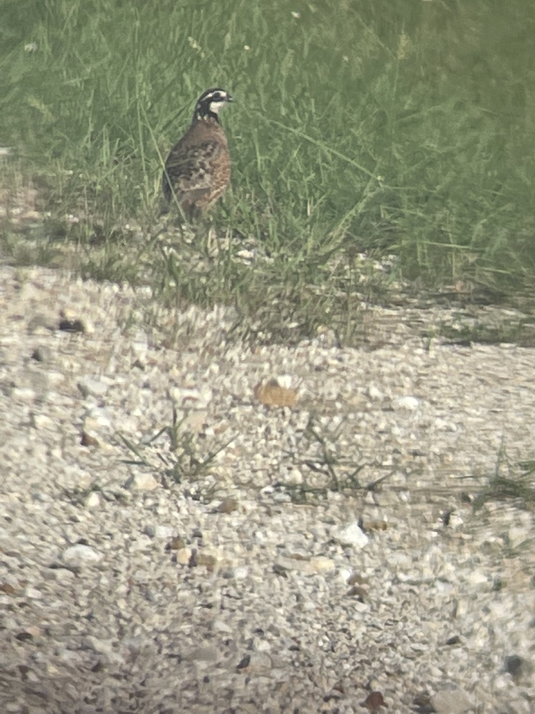 Northern Bobwhite from County Road 116, Cat Spring, TX, US on June 5 ...