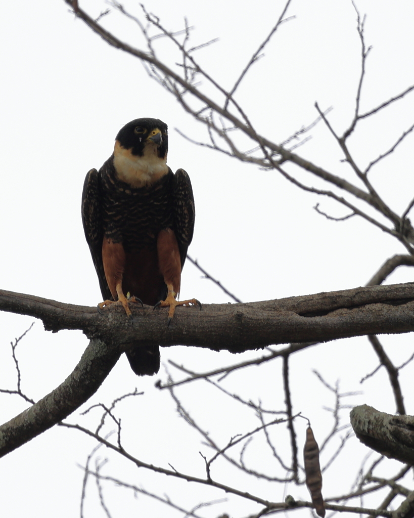Bat Falcon from Gómez Farías, Tamps., México on May 8, 2024 at 09:49 AM ...