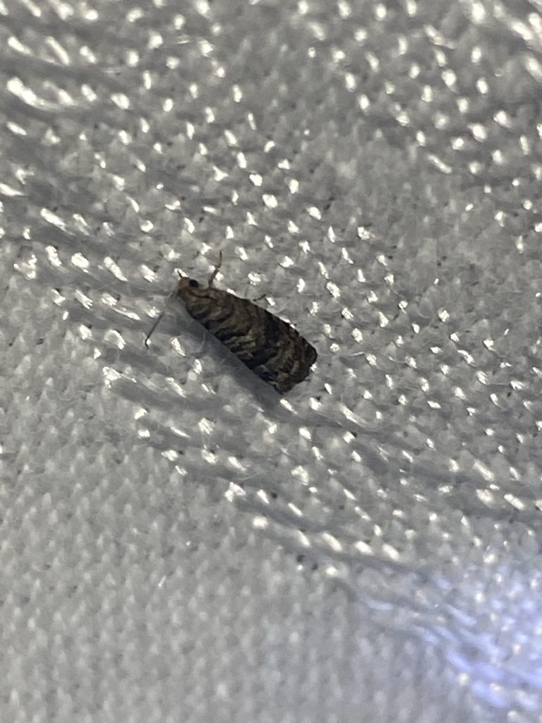 Cherry Fruitworm Moth from Sturges St, Jessup, PA, US on June 5, 2024 ...