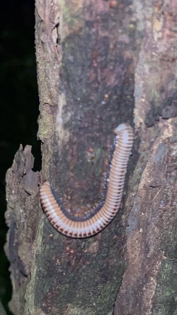 Tree Millipede from Puerto Rico, Caguas, PR, US on April 18, 2024 at 11 ...