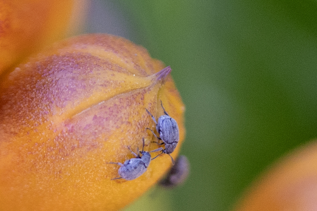 Pea and Bean Weevils from Catheys Valley, CA, USA on June 5, 2024 at 04 ...