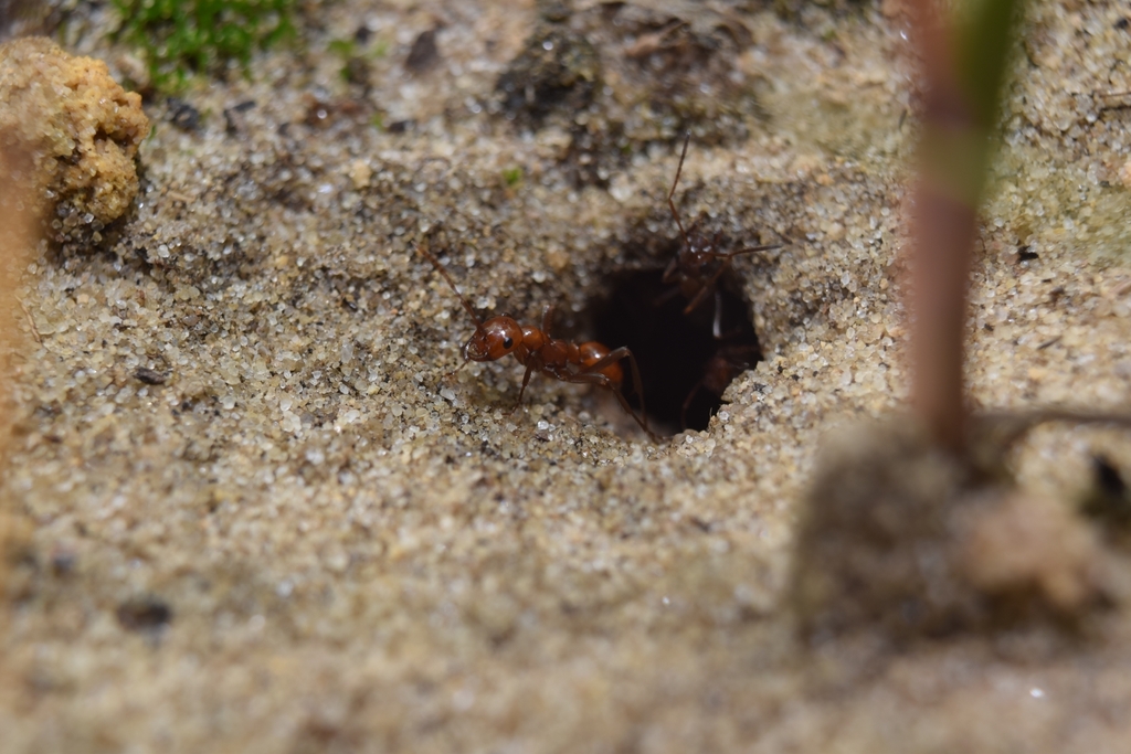 Shining Amazon Ant in June 2024 by amatty76 · iNaturalist