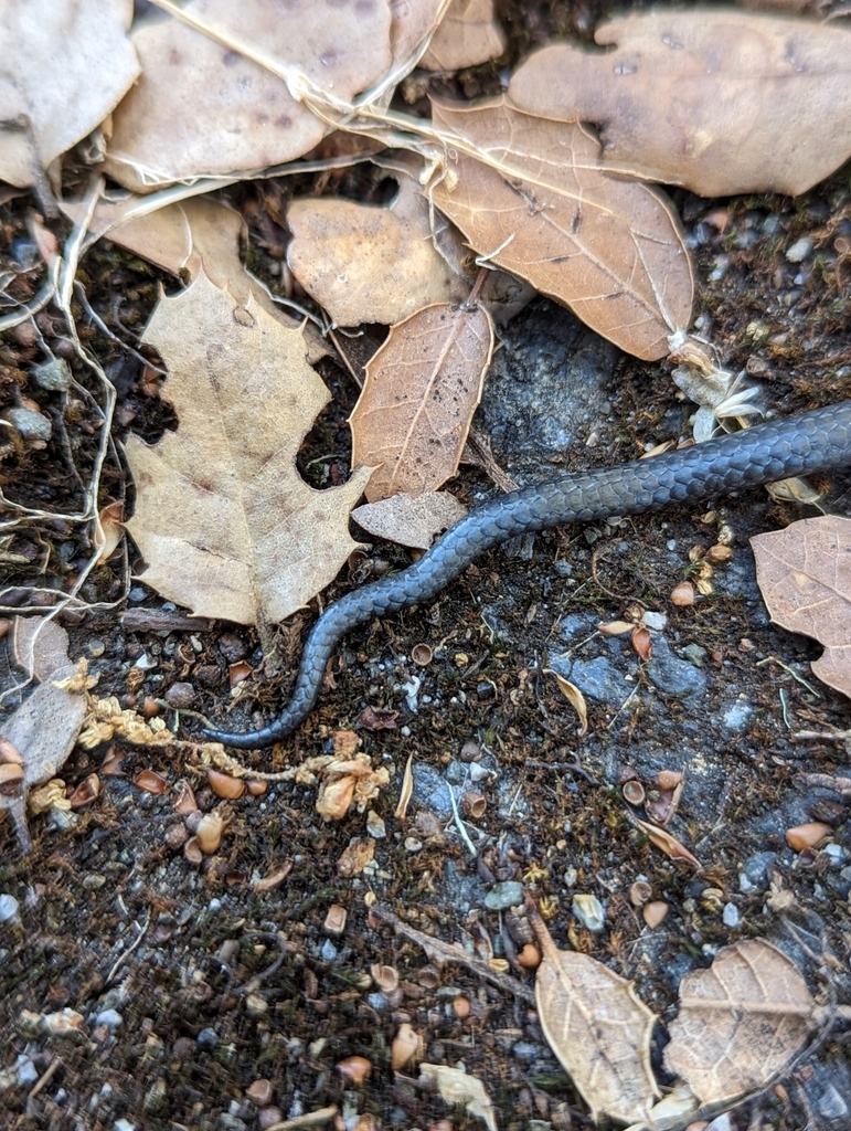 ring-necked snake in May 2024 by jhigbie. regrown tail? tip wiggling ...