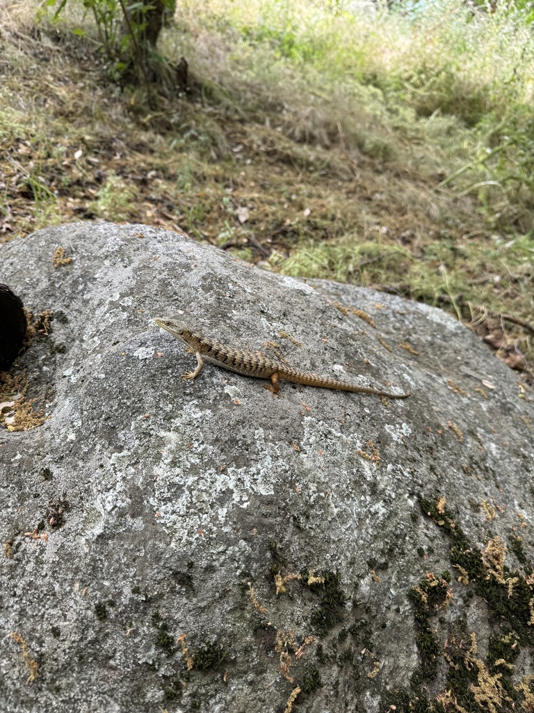 Southern Alligator Lizard from Sequoia National Park, Three Rivers, CA ...