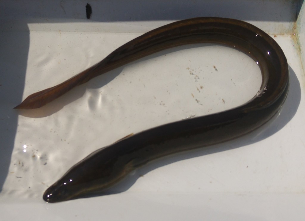 European Eel in May 2019 by mikkel65 · iNaturalist