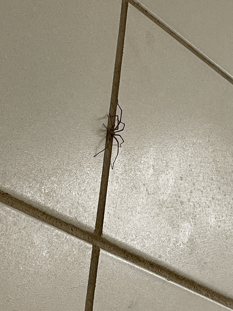 Southern House Spider from Mitchell Community College, Statesville, NC ...