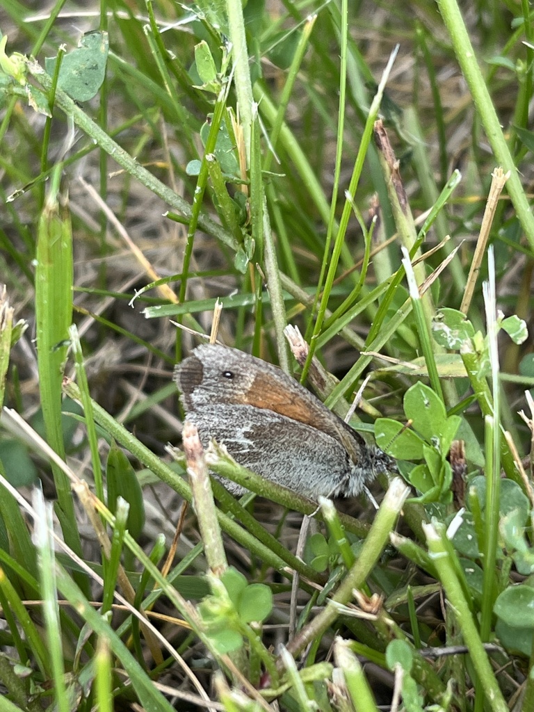 Common Ringlet from Yukon Ln, Toronto, ON, CA on June 5, 2024 at 12:58 ...
