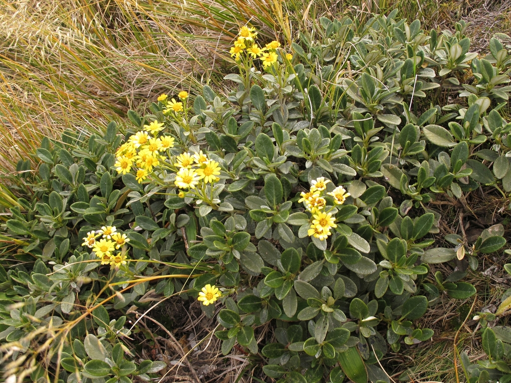 Brachyglottis adamsii from Gordan's Pyramid, Kahurangi National Park ...