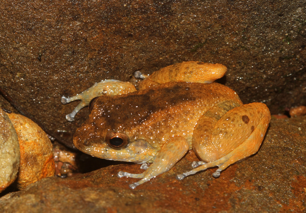 Balu Eastern Frog from Kinabatangan, MY-SA, MY on January 20, 2018 by ...