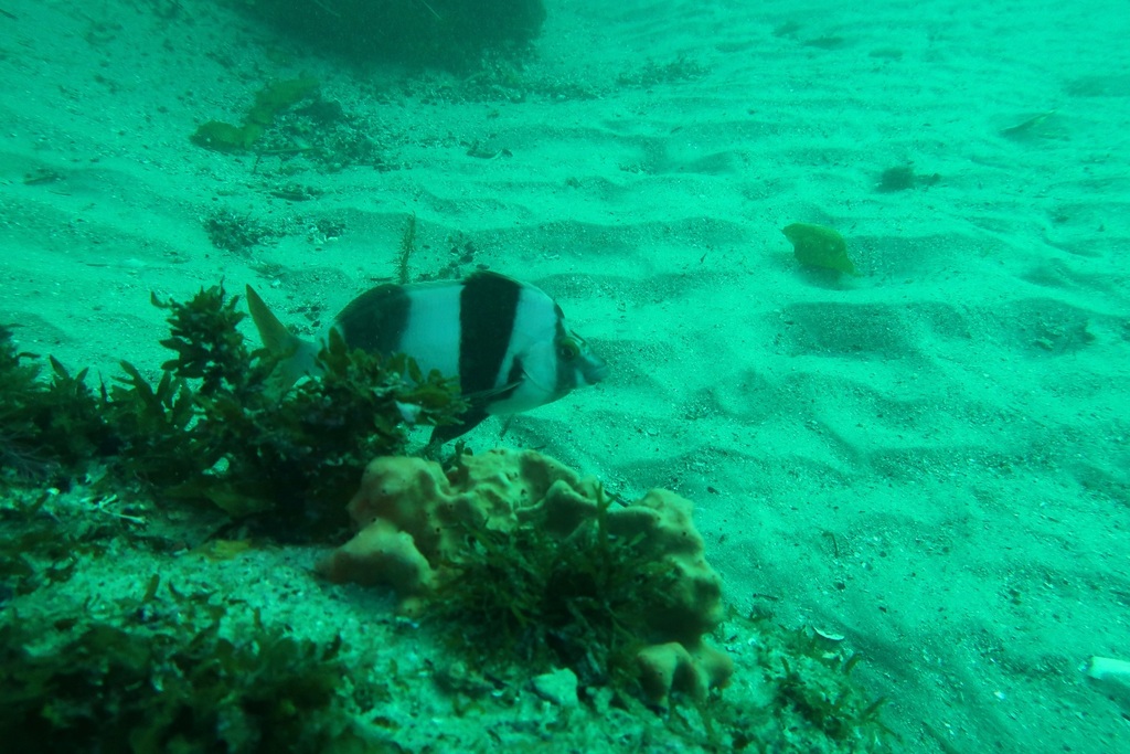 Magpie Perch from Port Noarlunga Jetty on June 5, 2024 by David Spencer ...
