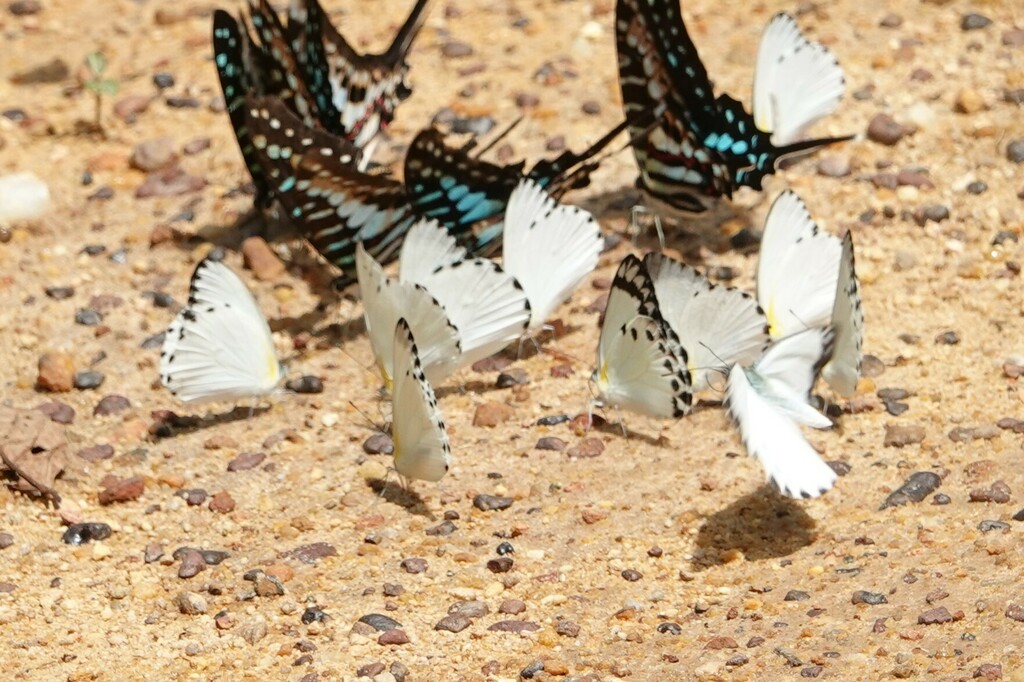Central Caper White from Ocean, Cameroon on April 8, 2024 at 03:01 PM ...