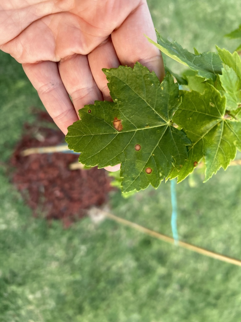 bullseye leaf spot from South, Lubbock, TX, US on June 5, 2024 at 08:41 ...