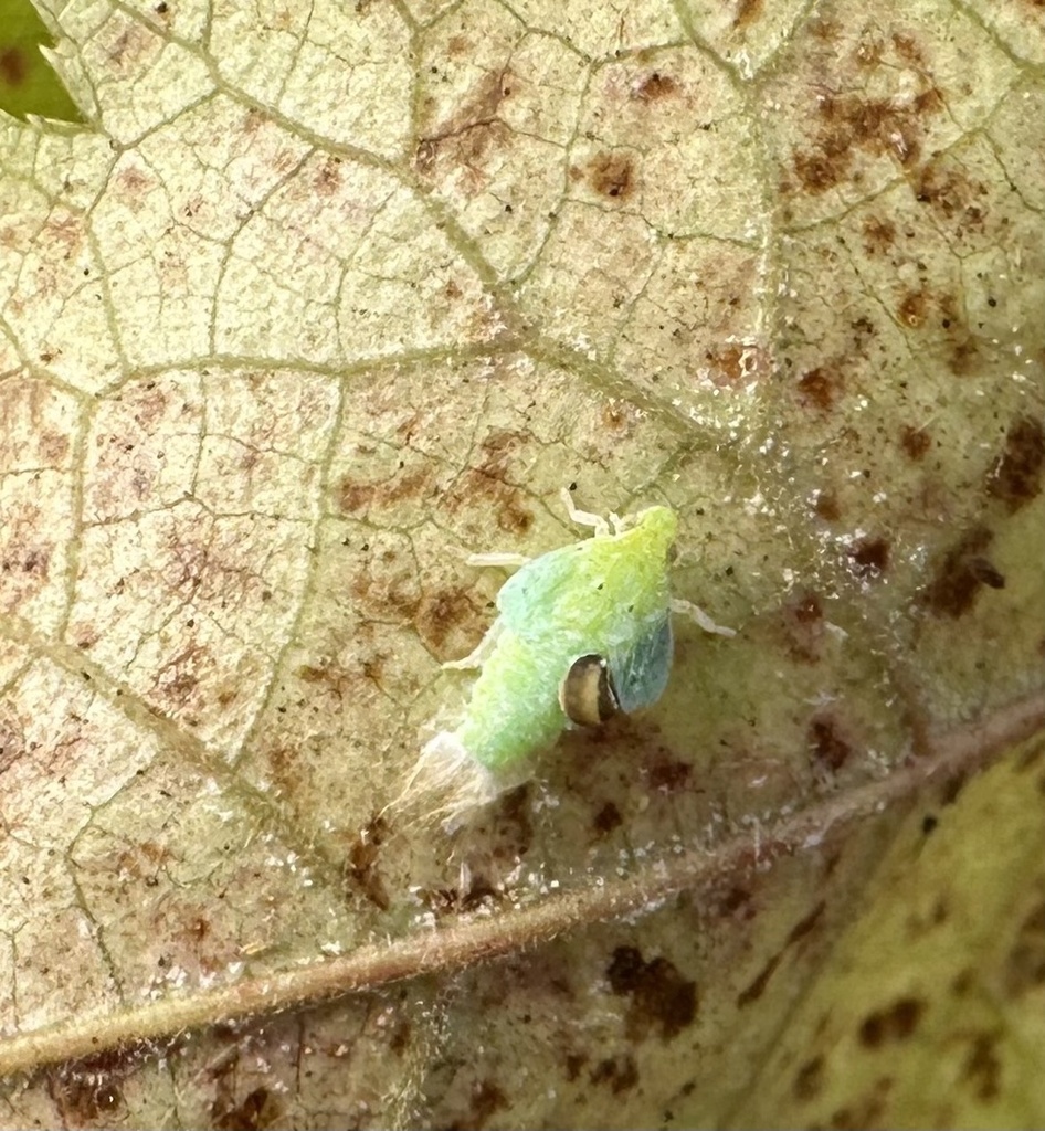 Torpedo Bug in June 2024 by mugwump707. Something on its back ...