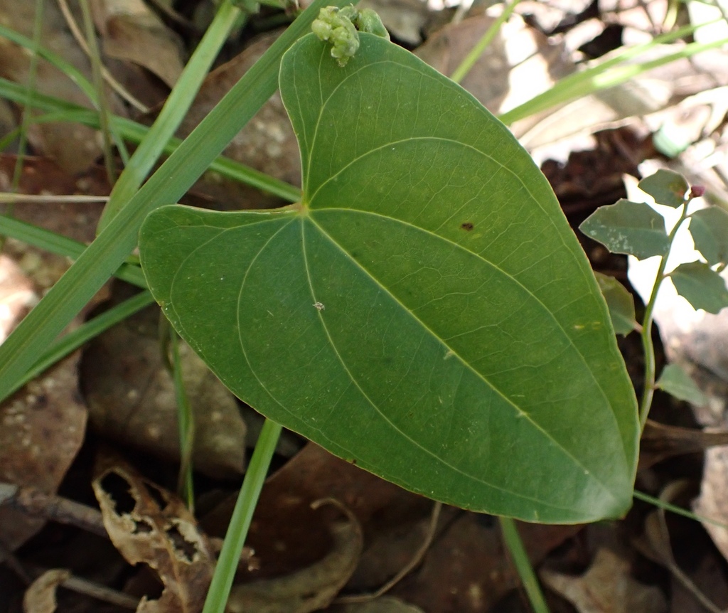 Common Yam Vine from Lower Beechmont Conservation Area QLD. Australia on June 5, 2024 at 10:48 ...