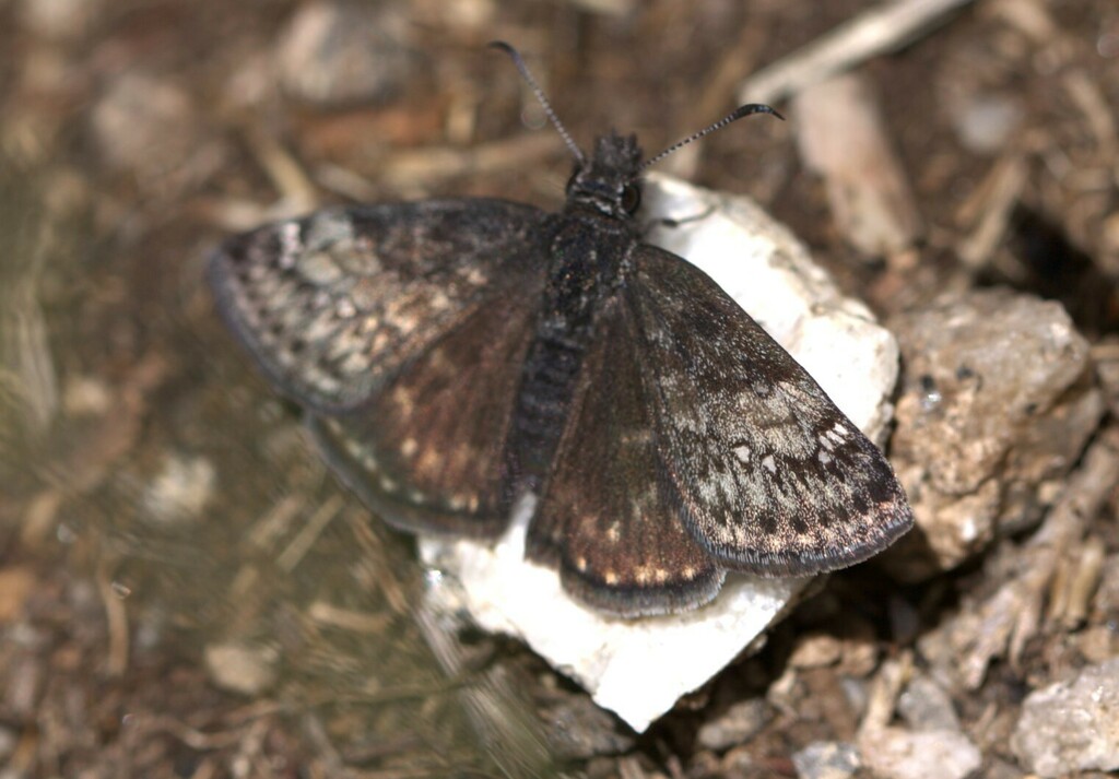 Persius Duskywing from Newman Lake, WA 99025, USA on June 5, 2024 at 03 ...