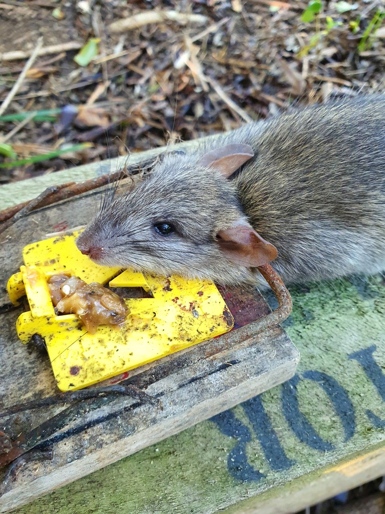 Black Rat from Johnsonville, Wellington, New Zealand on June 4, 2024 at ...